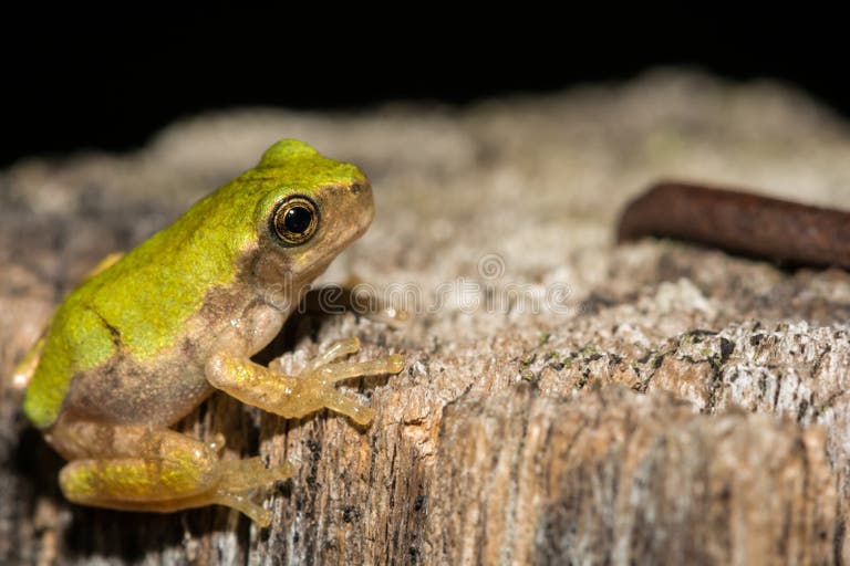 Metamorph Beauty Stock Photos - Free & Royalty-Free Stock Photos from ...