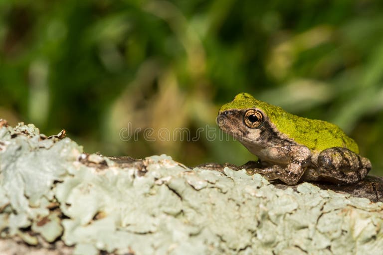 Metamorph Beauty Stock Photos - Free & Royalty-Free Stock Photos from ...