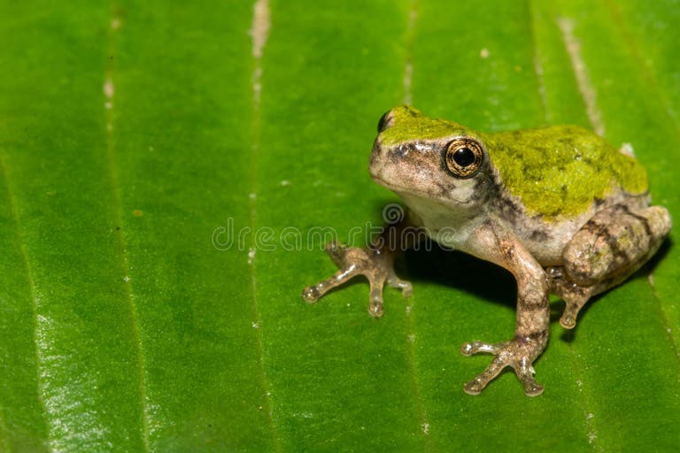 Metamorph Beauty Stock Photos - Free & Royalty-Free Stock Photos from ...