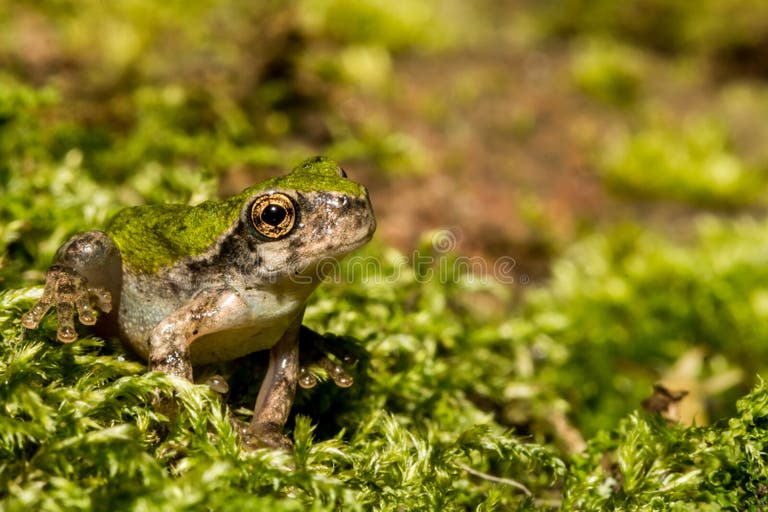 Metamorph Beauty Stock Photos - Free & Royalty-Free Stock Photos from ...