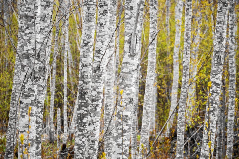 Gray Tree Trunks Against the Background of Green Tree Leaves Stock ...