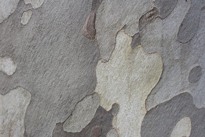 Gray Tree Wooden Texture Background Stock Photo - Image of nature ...