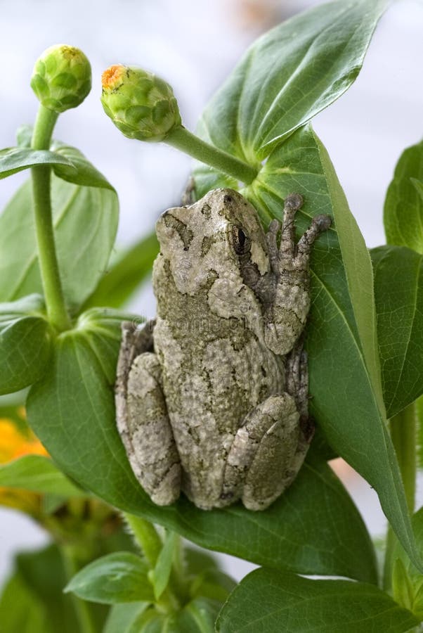 Mimicry of Cope S Gray Tree Frog Hyla Chrysoscelis, Versicoloro Stock ...