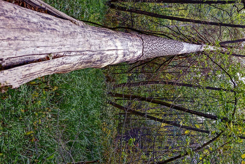 Gray Trunk of a Dry Fallen Tree in a Green Grass in a Forested Forest ...