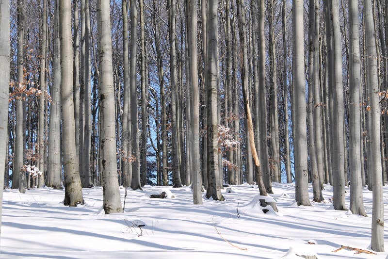 Gray trunks in winter stock image. Image of freezing - 138915889