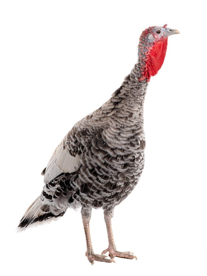 Gray Turkey Isolated on White Stock Photo - Image of thanksgiving, fowl ...