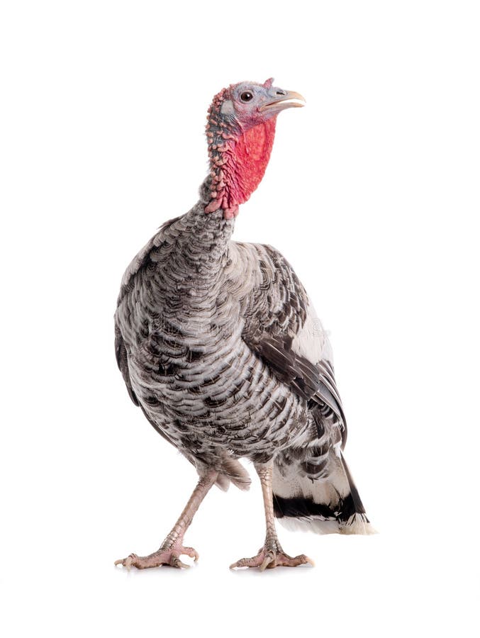 Gray Turkey Isolated on White Stock Photo - Image of thanksgiving, fowl ...