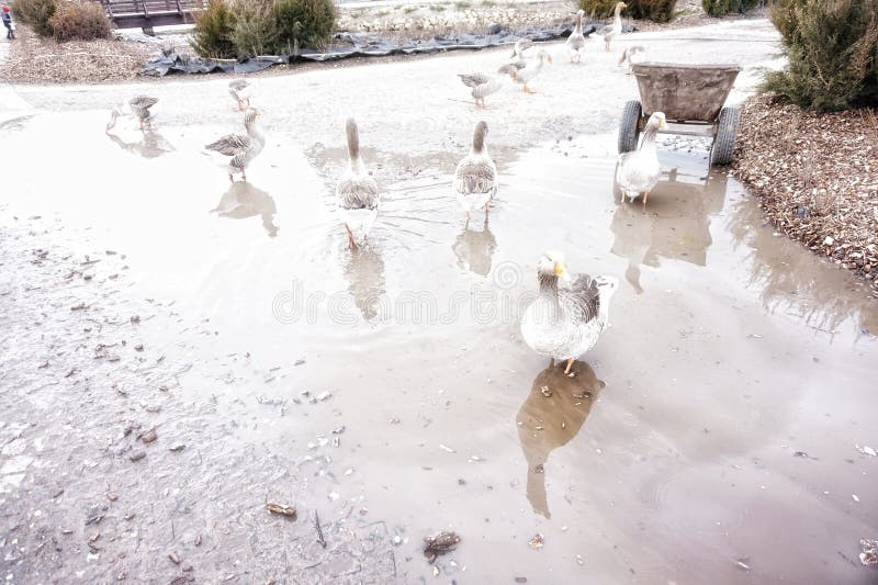 Gray Village Geese in a Puddle. Farming Stock Image - Image of feather ...
