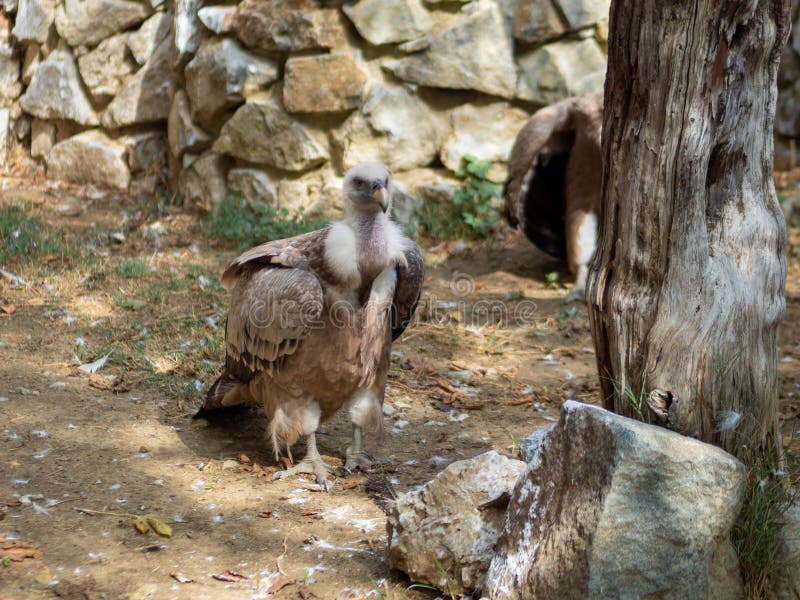 Gray Vulture on the Ground in the Tree Shadow Stock Photo - Image of ...