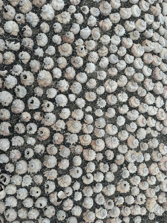 Gray Wall with Sea Rapan Shells As Background Stock Image - Image of ...