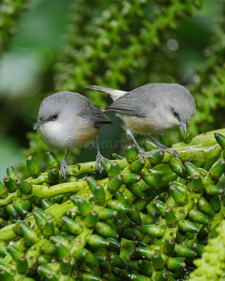 Gray Waxbill Birds Perching Stock Photo - Image of mauritius, plant ...