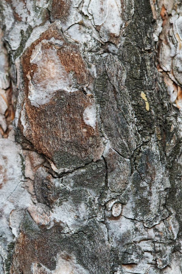 Gray, Weathered, Cracked Natural Tree Bark Pattern Stock Photo - Image ...