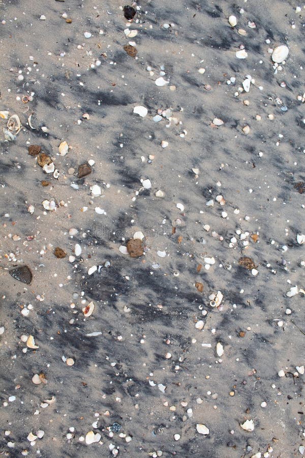 Gray Wet Sand with Shells of Various Colors and Sizes. Stock Image ...