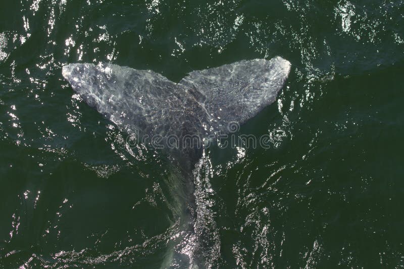 Gray Whale Fin stock image. Image of whale, endangered - 20728789