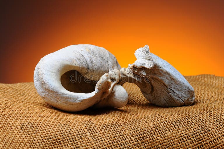 Gray Whale Inner Ear Bone stock image. Image of california - 29233827