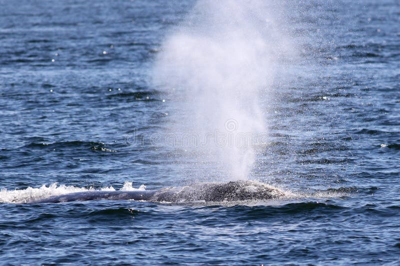 213 Whale Spout Stock Photos - Free & Royalty-Free Stock Photos from ...