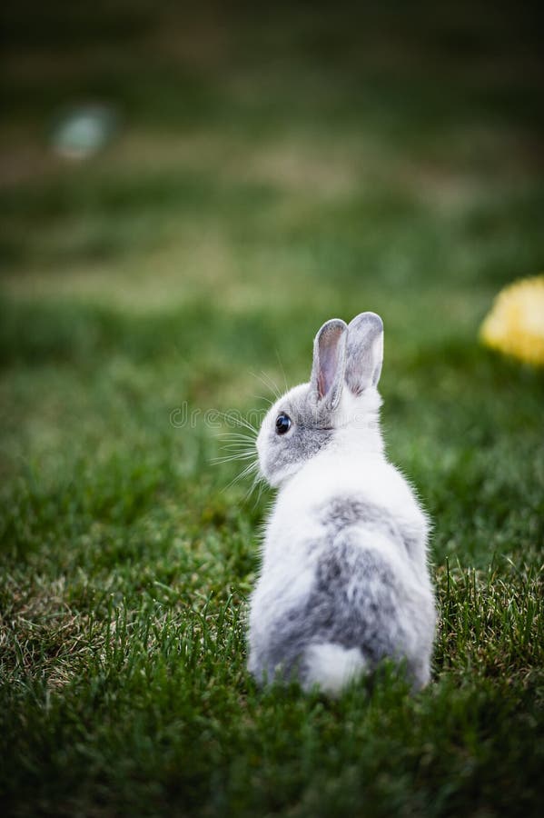 Gray and White Baby Rabbit in the Garden Stock Photo - Image of white ...