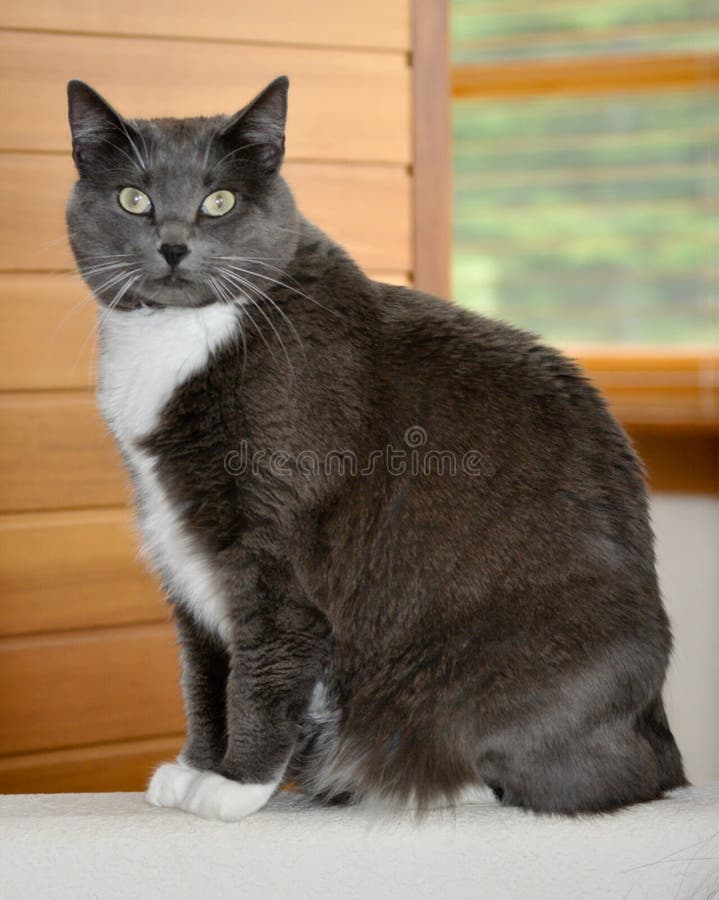 Gray and white cat stock photo. Image of wood, pets, sitting - 14515014
