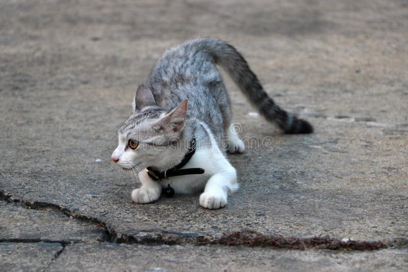 A Gray and White Cat is Acting To Attack the Victim on the Grey ...
