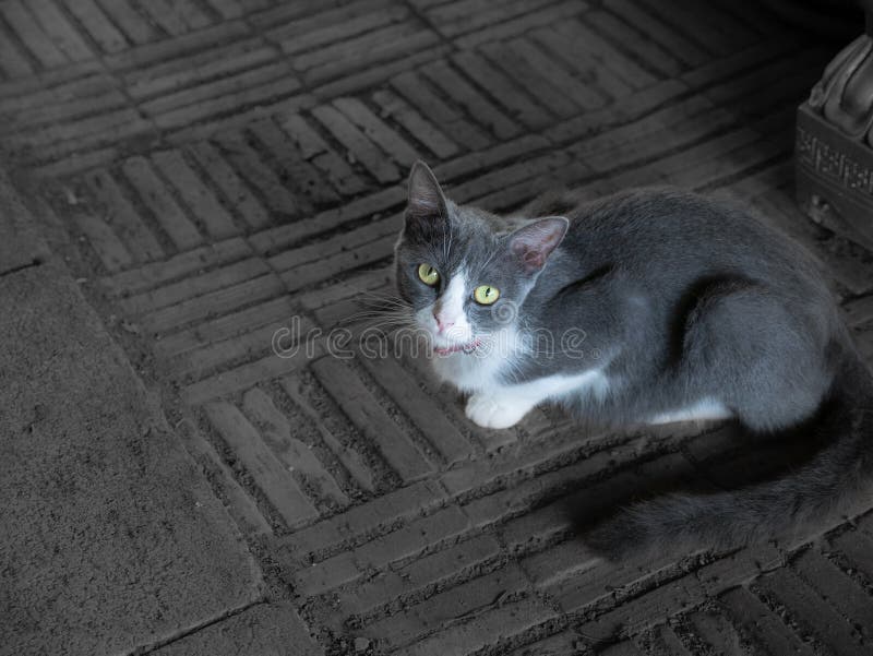 Gray White Cat Crouching stock photo. Image of nature - 258044234