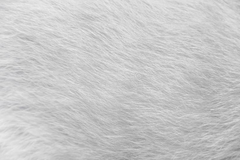 Gray or White Cat Fur Patterns Abstract Texture for Backgroud Stock ...