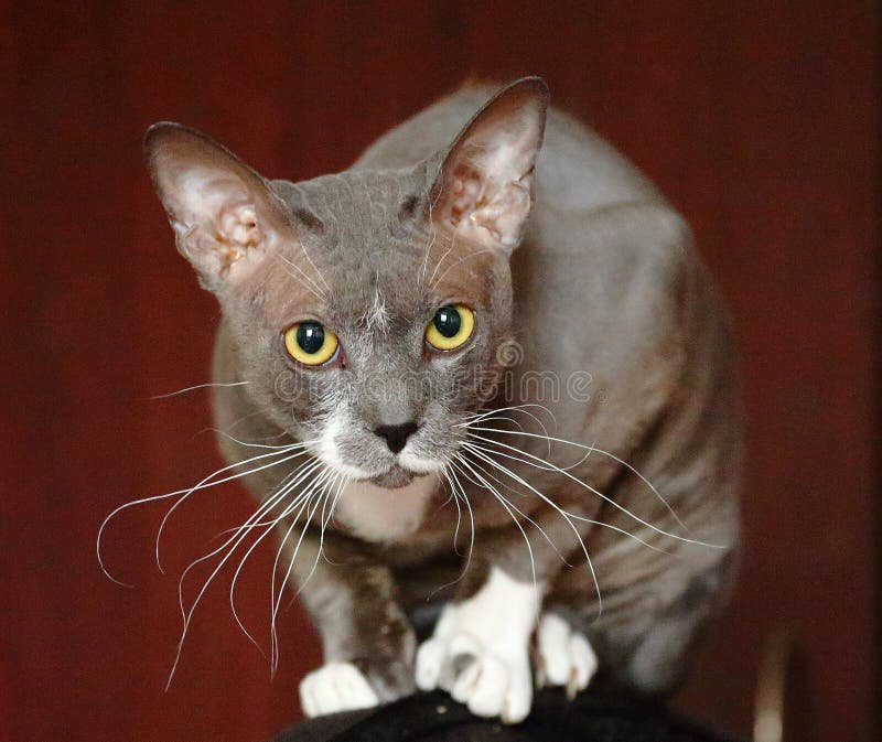 Gray Peterbald Cat, Oriental Shorthair Stock Image - Image of playfully ...