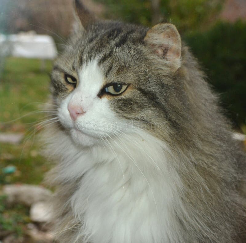 120 Angry Tomcat Stock Photos - Free & Royalty-Free Stock Photos from ...