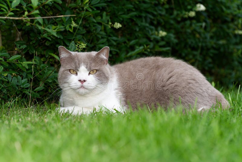 A Gray and White Cat is Peacefully Resting in the Green Grass Stock ...