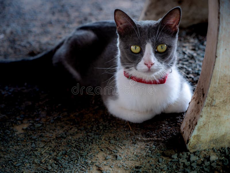 Gray White Cat Sat on Its Legs Stock Photo - Image of facing, mammal ...