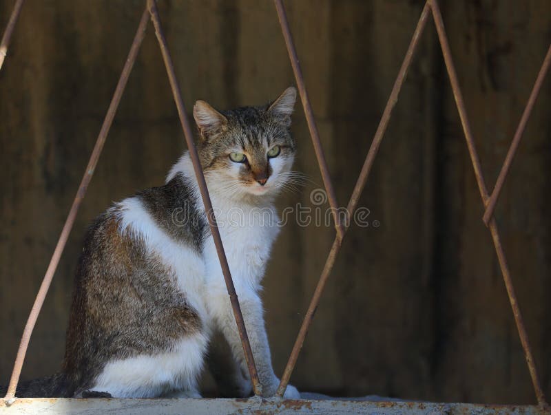 Gray-white Cat Sits Behind a Slanting Metal Brown Grate Stock Image ...