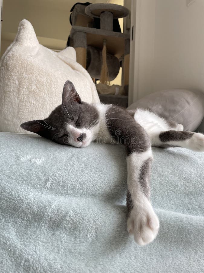 Blanket Cat Easy Drawing Stock Photos - Free & Royalty-Free Stock ...