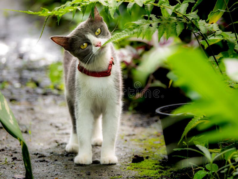 Gray White Cat Standing and Sniffing the Leaf Stock Image - Image of ...