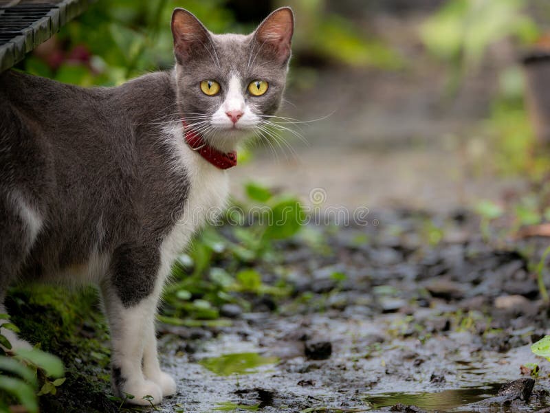 Gray White Cat Stood Looking at Camera Stock Image - Image of indoors ...