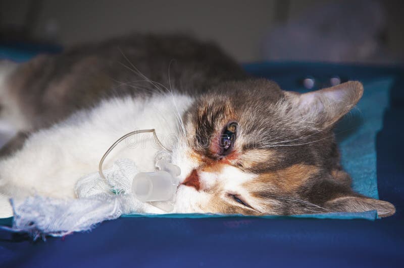 Gray-white Cat Under Anesthesia. Intubation Tubes in Case of ...