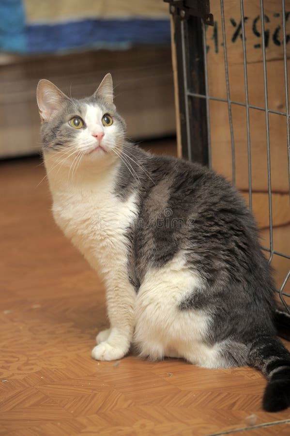 Gray and white cat stock image. Image of feline, grey - 38017699