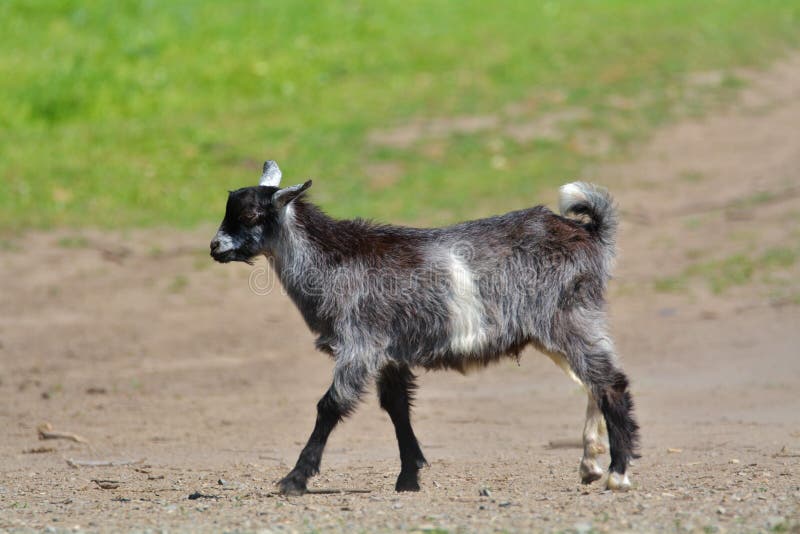 Gray and White Domestic Goat Outdoors Stock Image - Image of farming ...