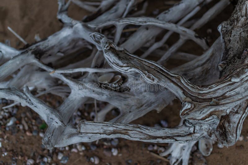 Gray White Dry Twisting Tangled Roots of Old Dead Tree on Backdrop of ...