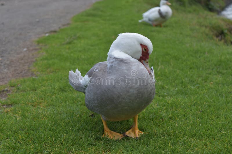 1,042 Duck Head Down Stock Photos - Free & Royalty-Free Stock Photos ...