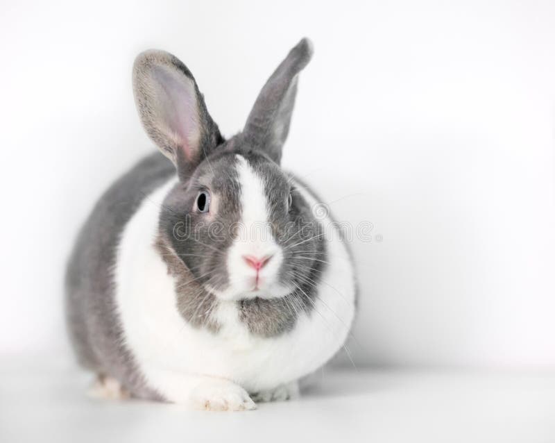 A Gray and White Dutch Rabbit with a Large Dewlap Stock Image - Image ...
