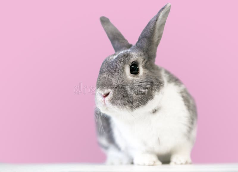 A Gray and White Dutch Rabbit with a Large Dewlap Stock Image - Image ...