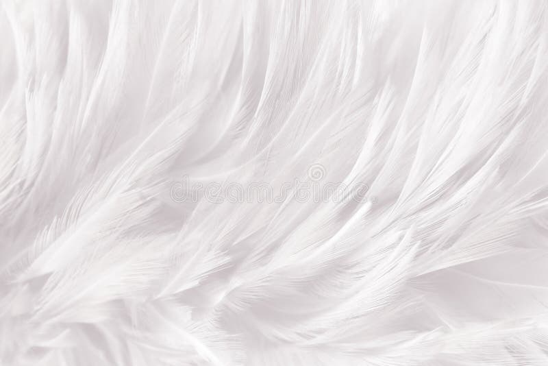 Gray And White Feathers Texture Line Background Stock Photo - Image of ...