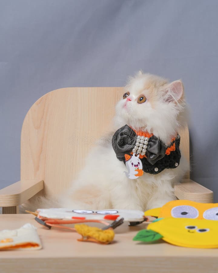Gray and White Female Persian Fluffy Cat Photo Shoot Session Studio ...