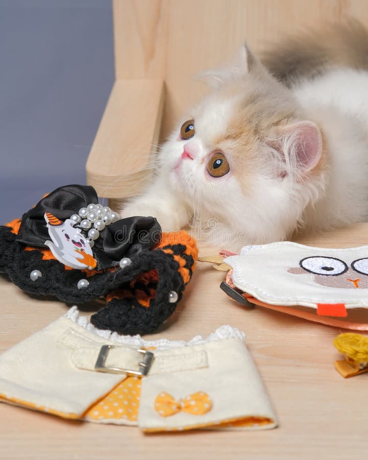 Gray and White Female Persian Fluffy Cat Photo Shoot Session Studio ...