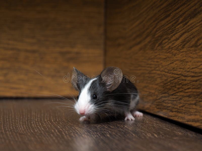 Gray-white Furry Mouse on the Floor in the Room Stock Image - Image of ...