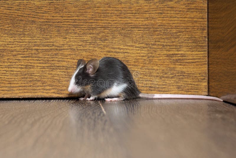 Gray-white Furry Mouse on the Floor in the Room. the Long Pink Tail ...