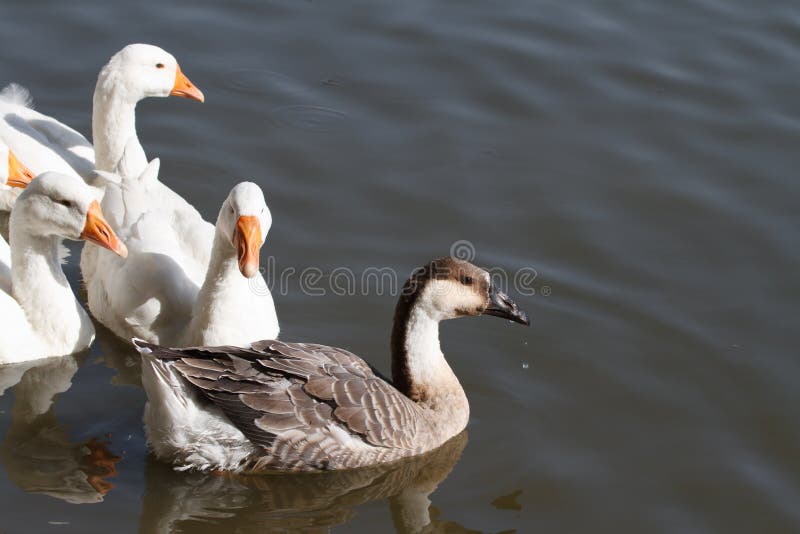 Gray and White Goose Floating Stock Photo - Image of look, domestic ...
