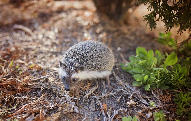 Gray And White Hedgehog On Brown Leafs Photography Picture. Image ...