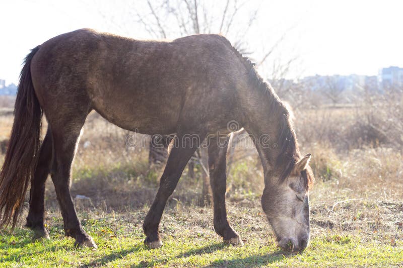 419 Gray Horses Love Stock Photos - Free & Royalty-Free Stock Photos ...