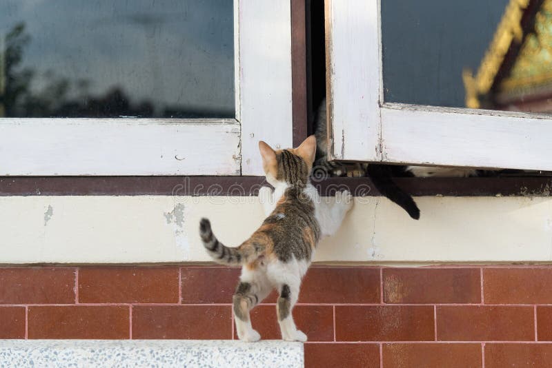 Cat climbing window. stock image. Image of furry, alertness - 27395357