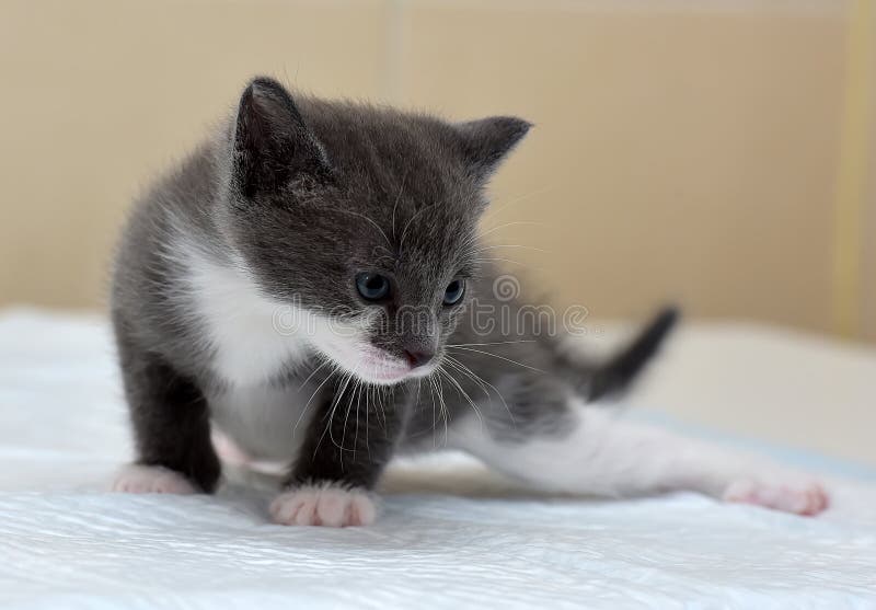 Gray and White Little Kitty Stock Image - Image of closeup, pretty ...